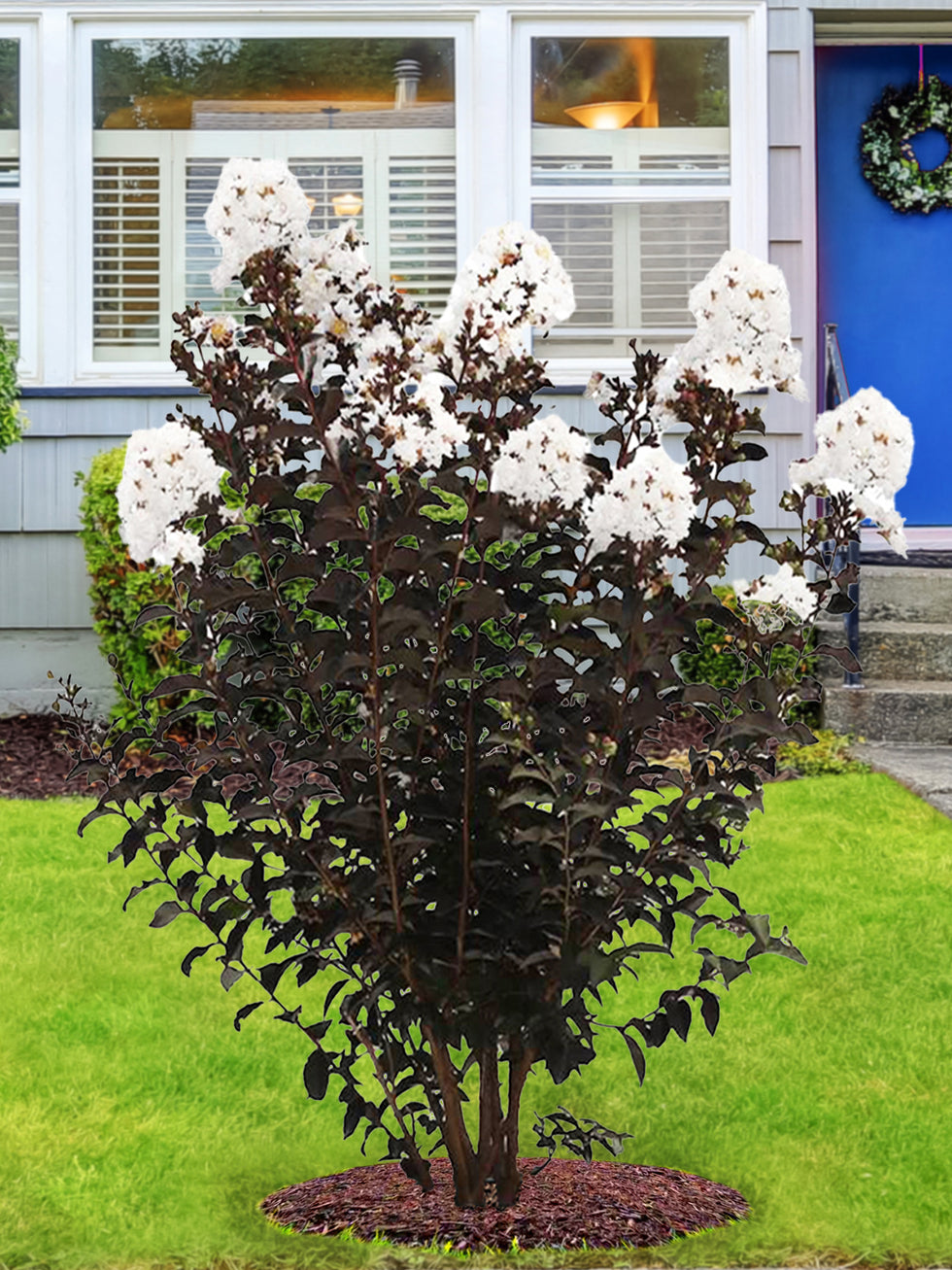 Crape Myrtle Trees for Sale | Buy Crape Myrtle Trees Online – Plant Me ...