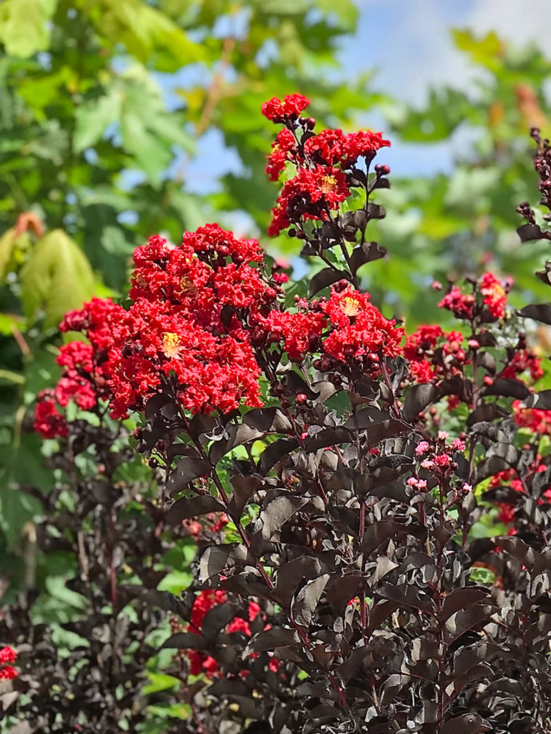 Crape Myrtle Flowering Trees | Black Diamond – Plant Me Green