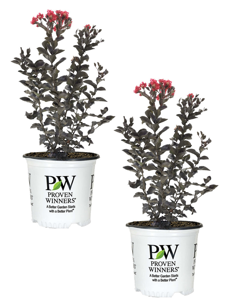 Crape Myrtle | Proven Winners® Center Stage® Coral – Plant Me Green
