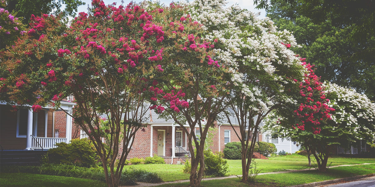 Crape Myrtle Guide – Plant Me Green