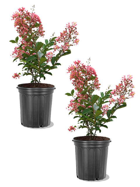 Miami Crape Myrtle | Flowering Trees – Plant Me Green