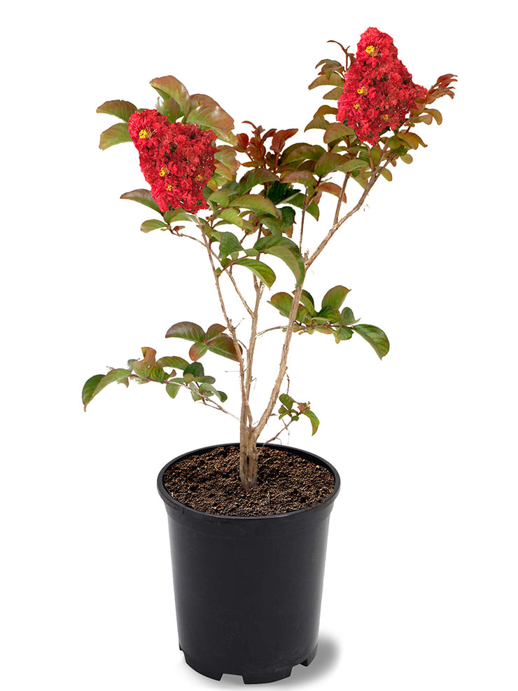 Crape Myrtle Southern Living Miss Frances – Plant Me Green