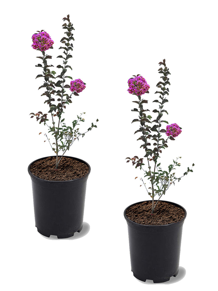 Crape Myrtle Miss Sandra | Flowering Trees – Plant Me Green