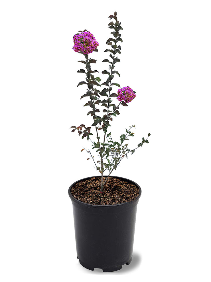 Crape Myrtle Miss Sandra | Flowering Trees – Plant Me Green