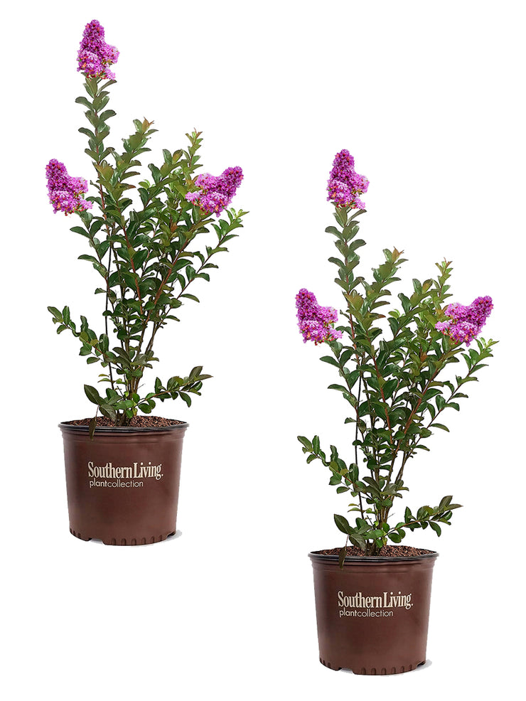 Crape Myrtle Miss Sandra | Flowering Trees – Plant Me Green