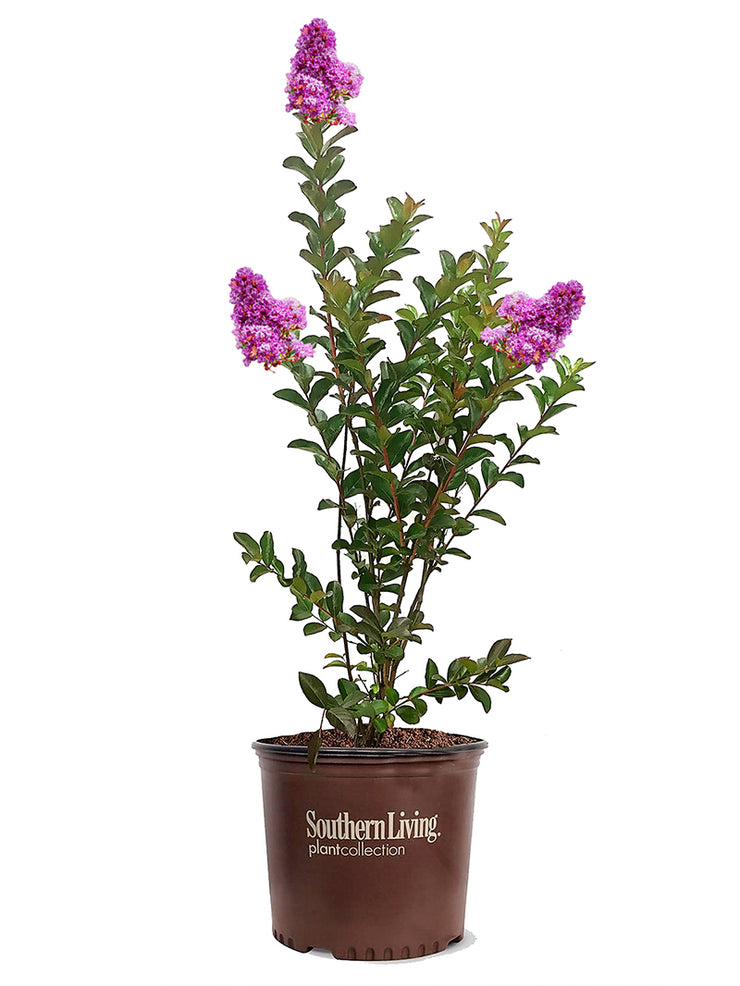Crape Myrtle Miss Sandra | Flowering Trees – Plant Me Green