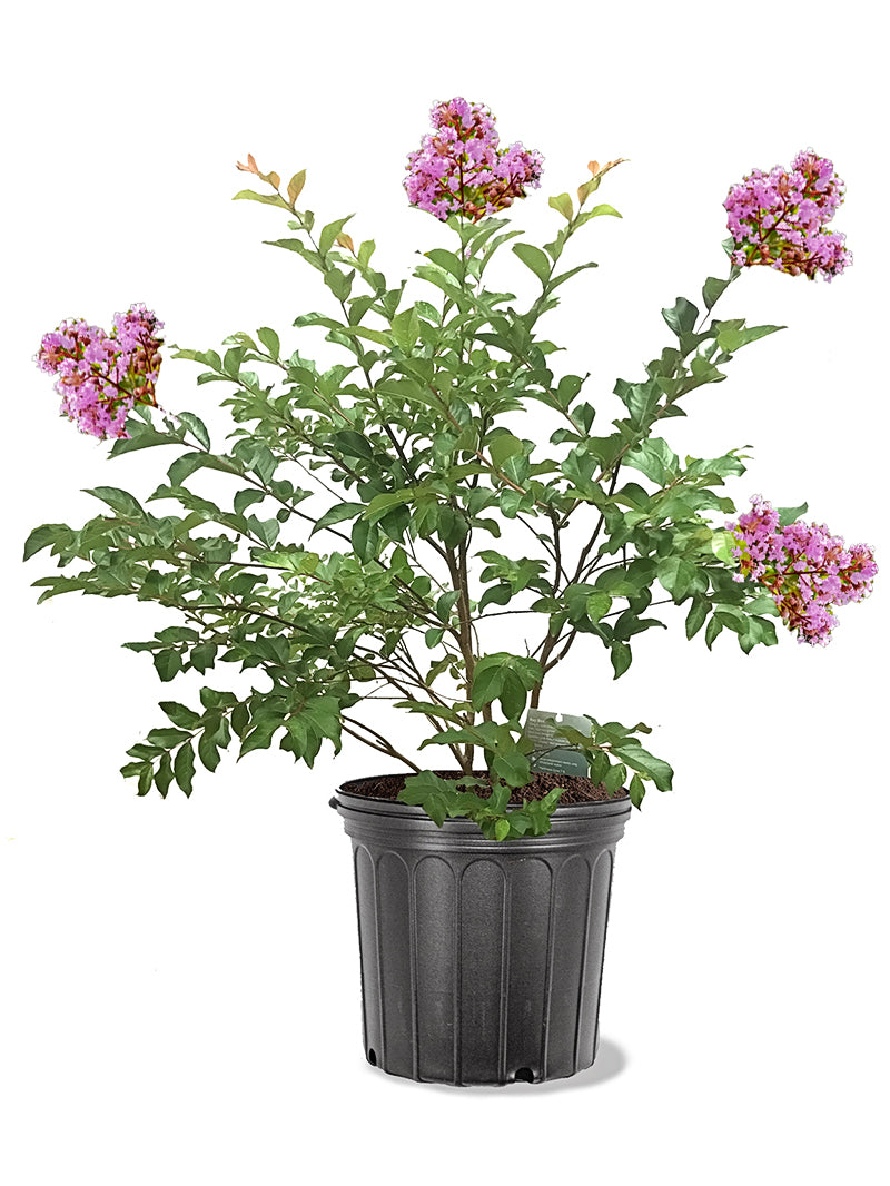 Lagerstroemia Muskogee Crape Myrtle