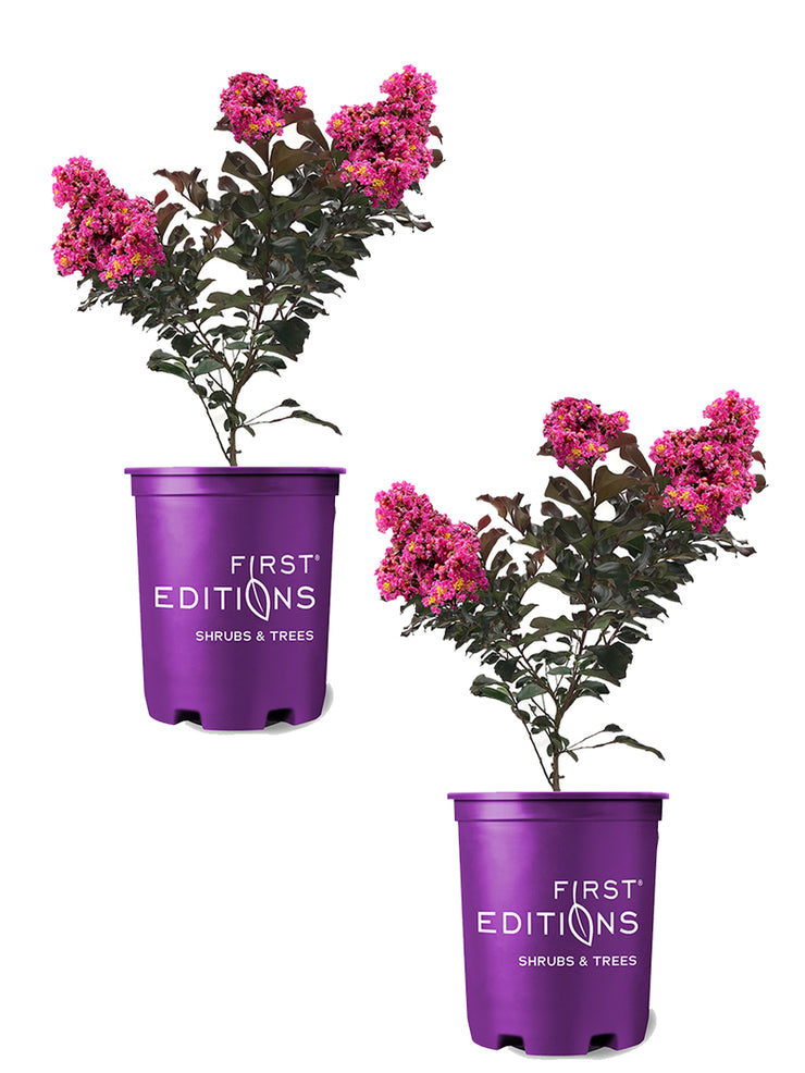 Flowering Trees | Plum Magic Crape Myrtle – Plant Me Green
