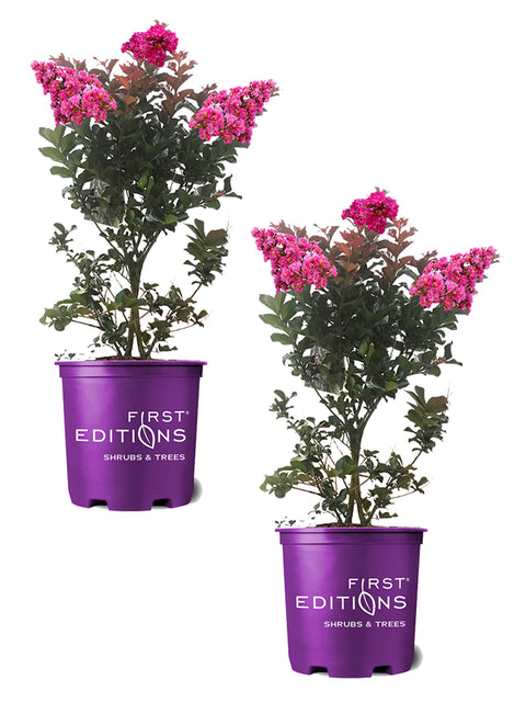 Flowering Trees | Plum Magic Crape Myrtle – Plant Me Green
