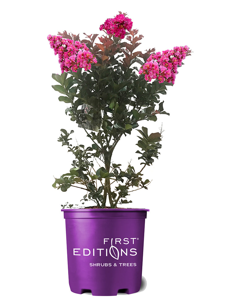 Flowering Trees | Plum Magic Crape Myrtle – Plant Me Green