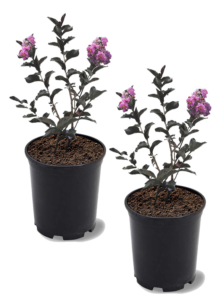 Crape Myrtle Trees for Sale | Buy Crape Myrtle Trees Online – Plant Me ...
