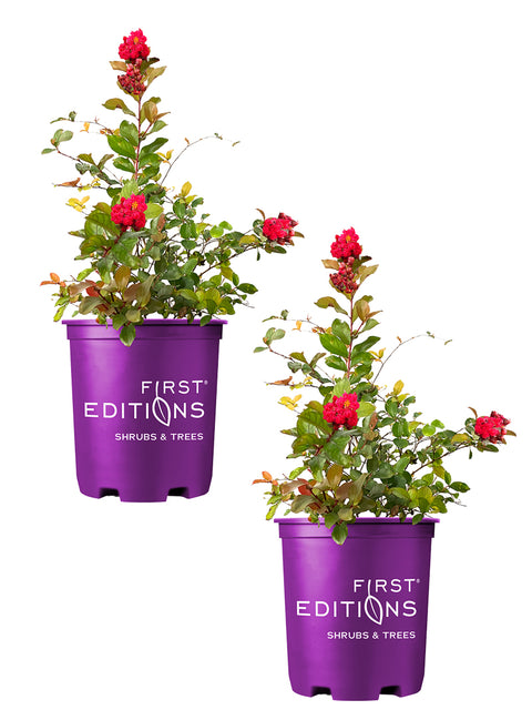 First Editions® | Ruffled Red Crape Myrtle – Plant Me Green