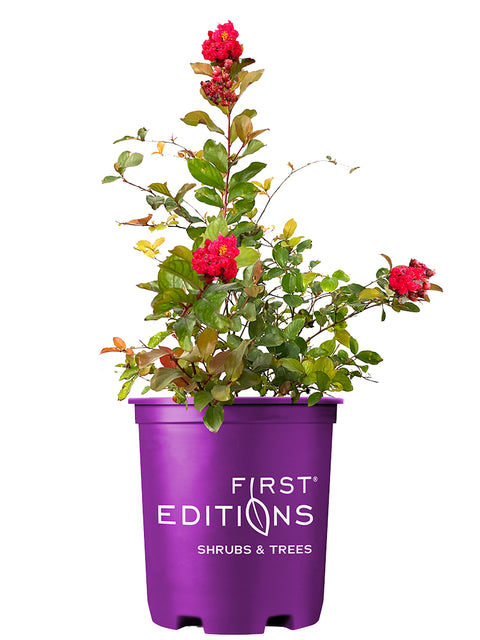 First Editions® | Ruffled Red Crape Myrtle – Plant Me Green