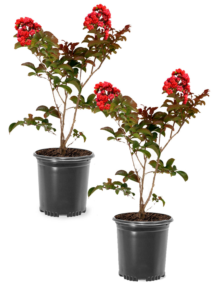 Crape Myrtle - Garden Debut® Colorama™ Scarlet – Plant Me Green