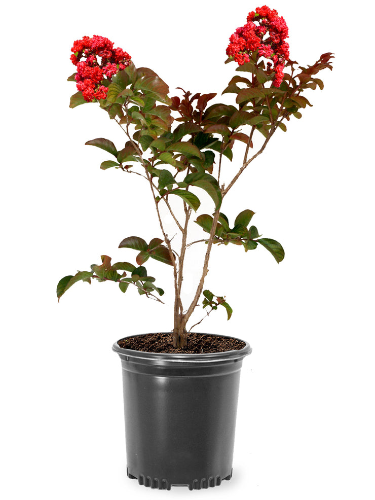 Crape Myrtle - Garden Debut® Colorama™ Scarlet – Plant Me Green