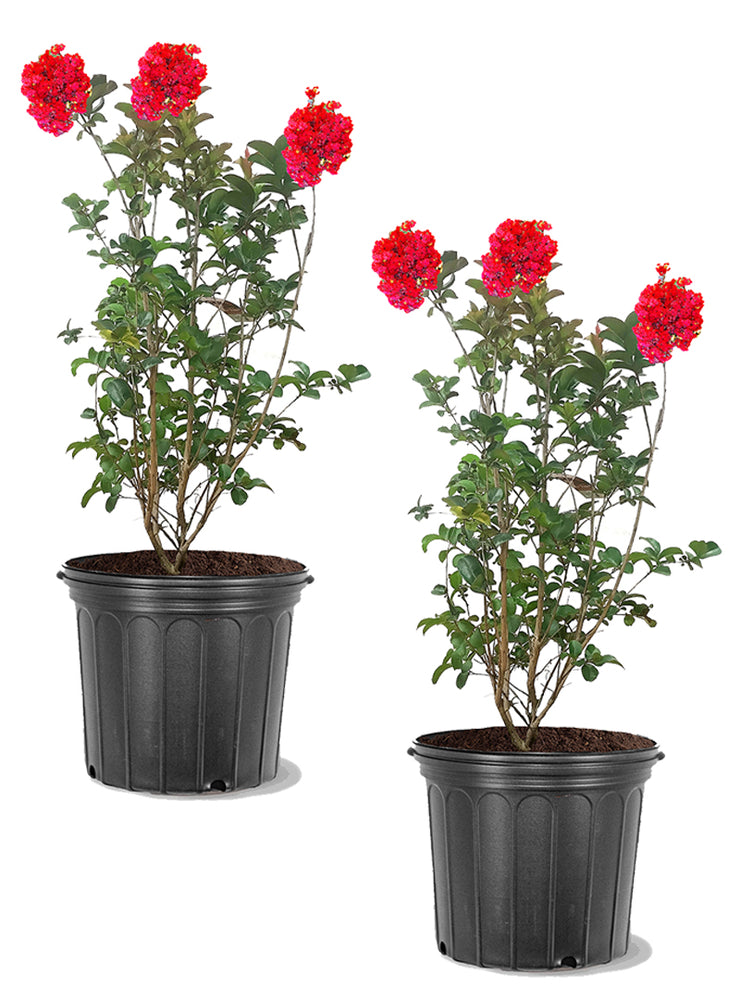Crape Myrtle - Garden Debut® Colorama™ Scarlet – Plant Me Green
