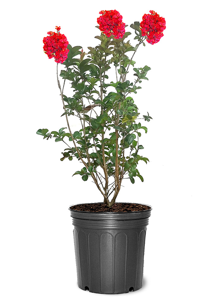 Crape Myrtle - Garden Debut® Colorama™ Scarlet – Plant Me Green