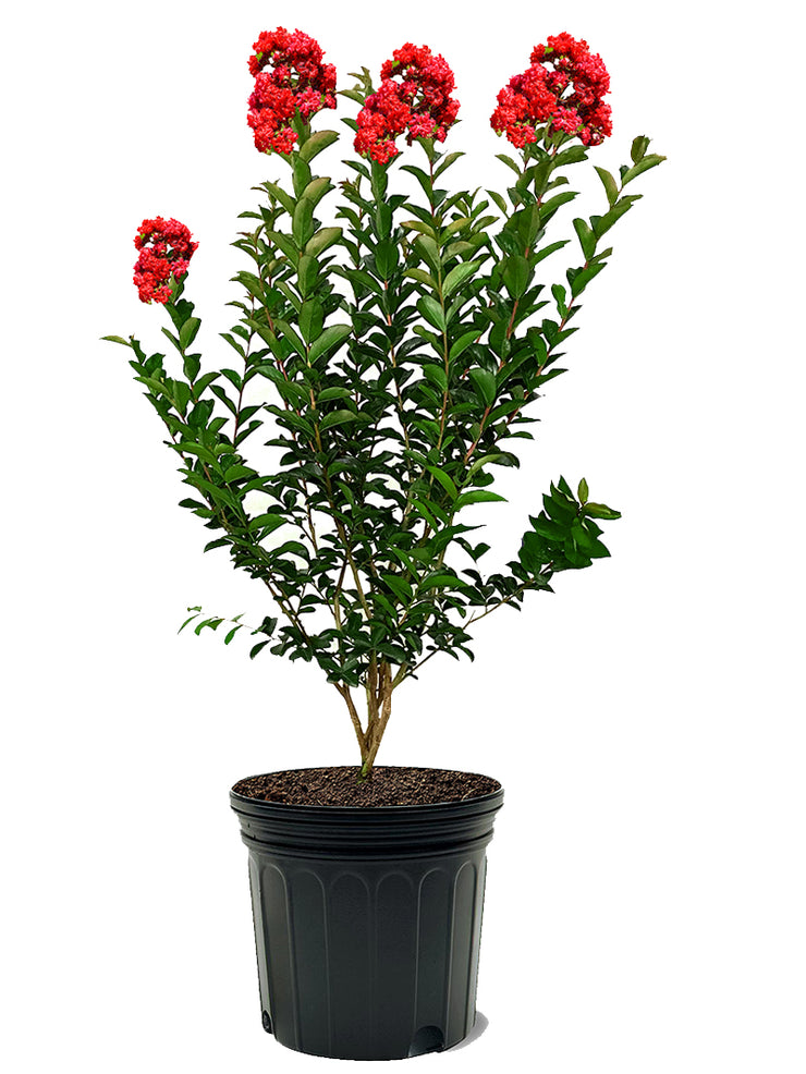 Crape Myrtle - Garden Debut® Colorama™ Scarlet – Plant Me Green
