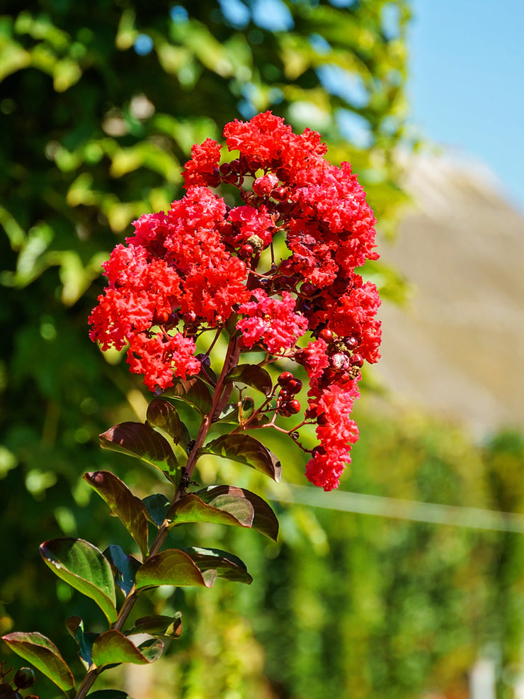 Crape Myrtle - Garden Debut® Colorama™ Scarlet – Plant Me Green