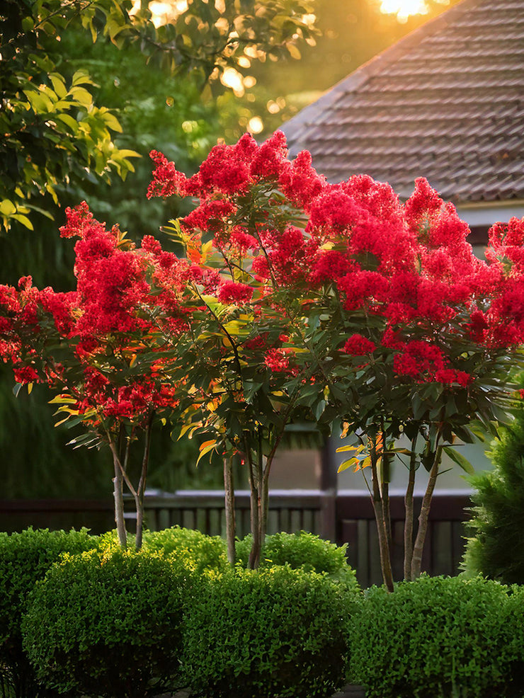 Crape Myrtle - Garden Debut® Colorama™ Scarlet – Plant Me Green