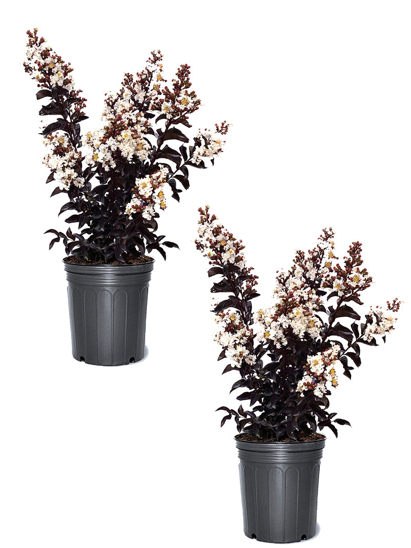 Crape Myrtle - Garden Debut® Thunderstruck™ White Lightning™ – Plant Me ...
