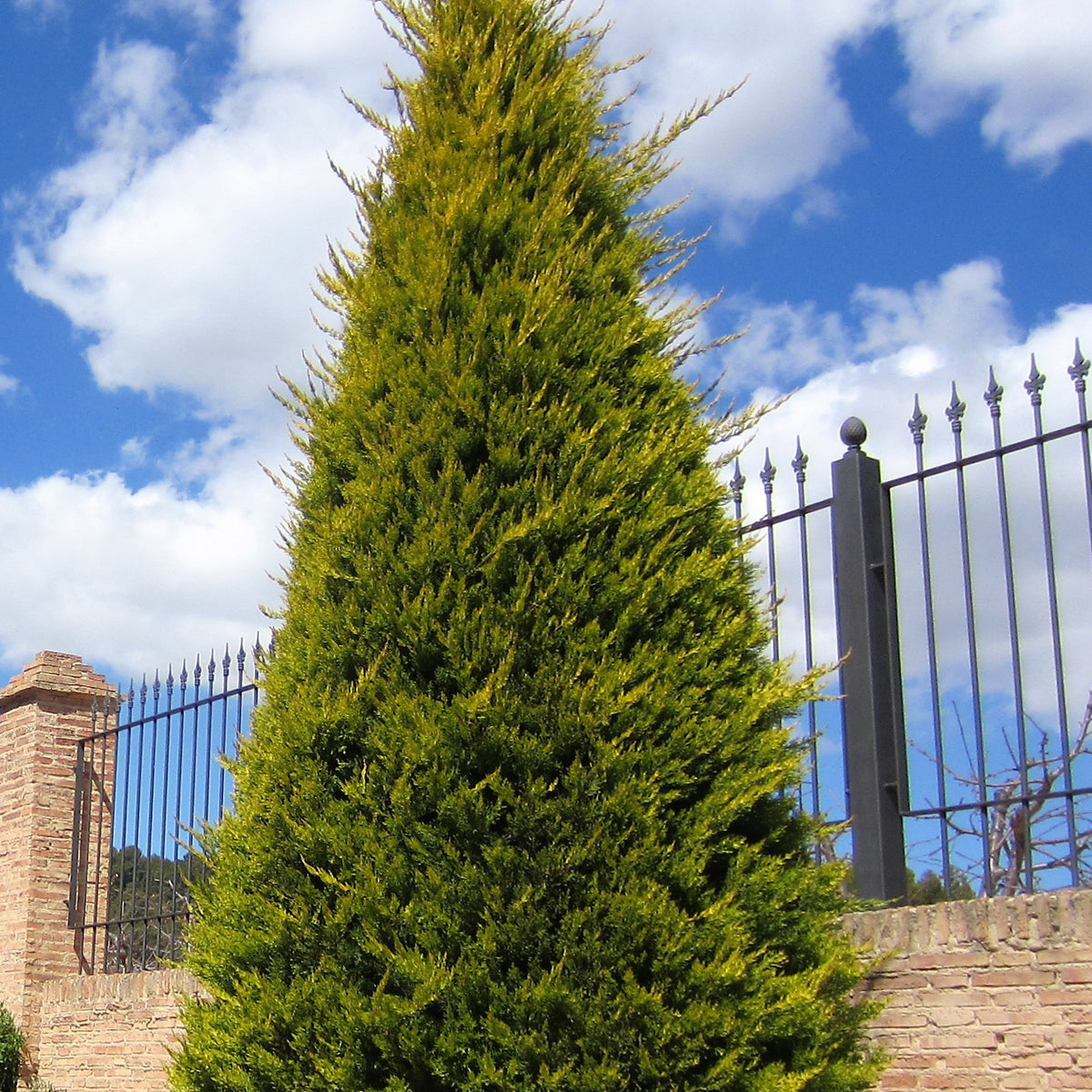 Leyland Cypress Fast Growing Trees Leyland Cypress Trees For Sale