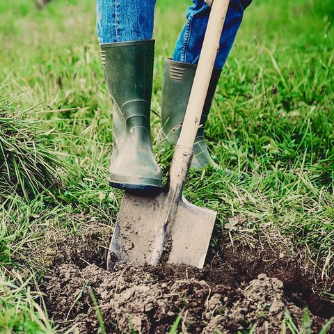 Pear Tree Planting Guide – Plant Me Green