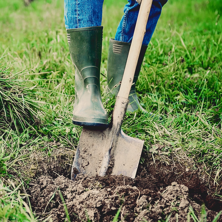 Pear Tree Planting Guide – Plant Me Green