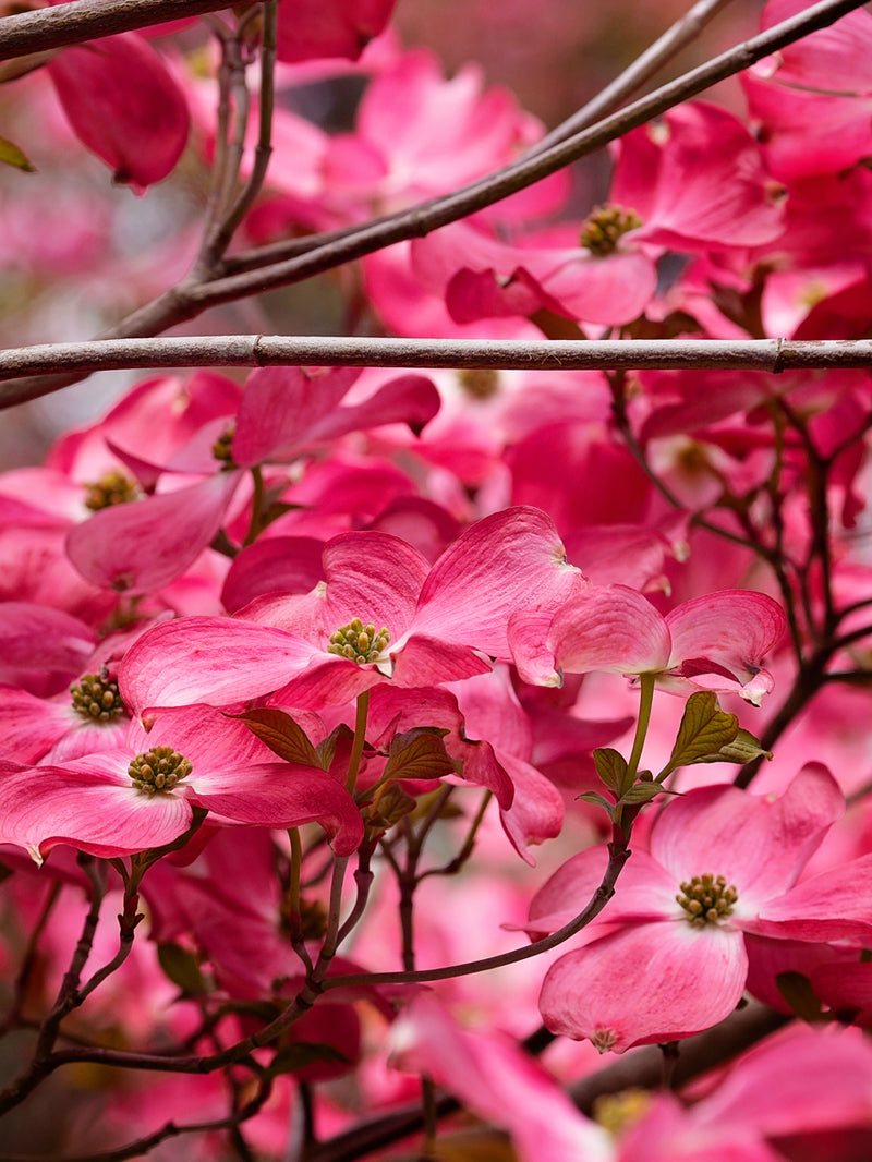 Dogwood - Cherokee Chief – Plant Me Green