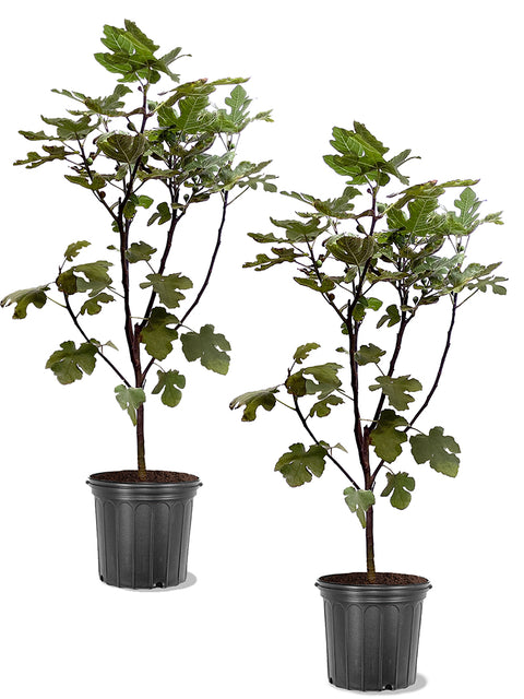 Buy Fig Trees Online | Potted Fig Trees for Sale – Plant Me Green