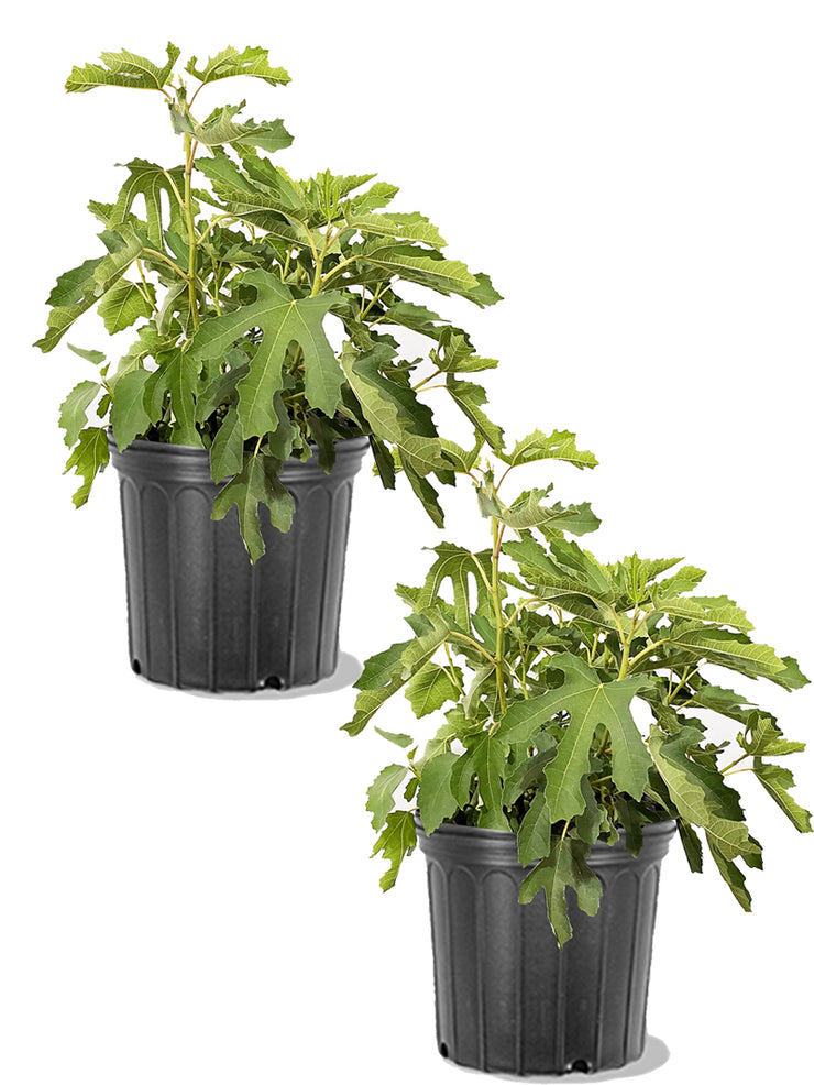 Buy Fig Trees Online | Potted Fig Trees for Sale – Plant Me Green