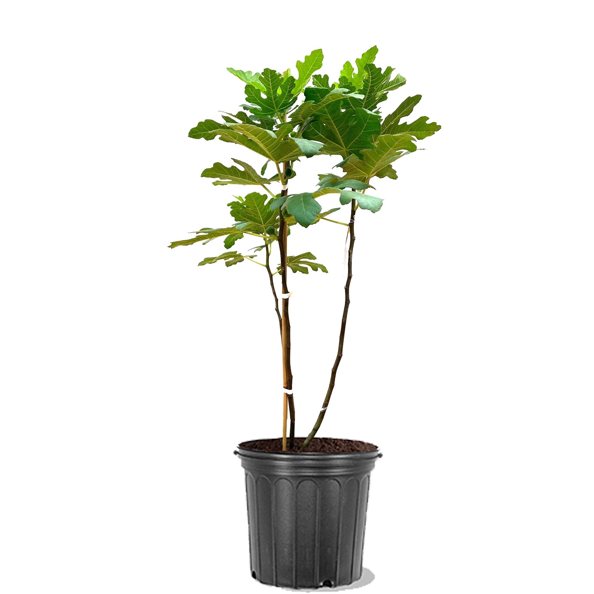 Buy Fig Trees Online | Potted Fig Trees for Sale – Plant Me Green