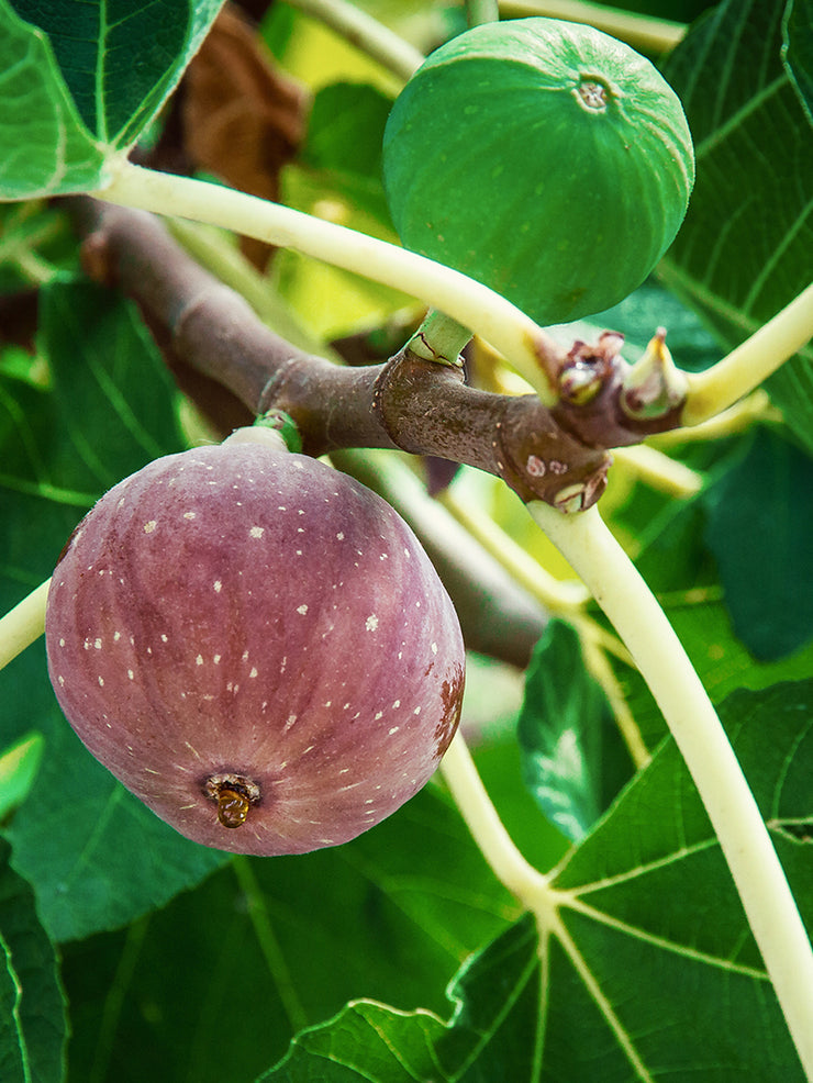 Buy Fig Trees Online | Potted Fig Trees for Sale – Plant Me Green