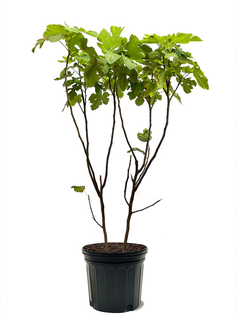 Buy Fig Trees Online | Potted Fig Trees for Sale – Plant Me Green