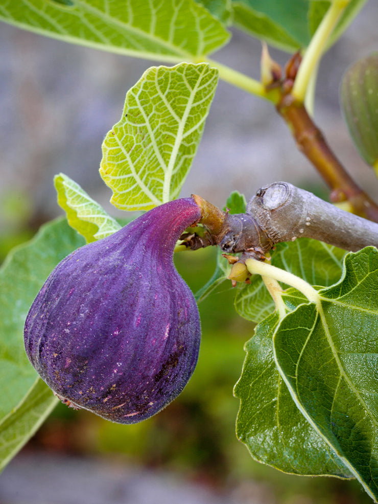 Fig Trees - LSU Purple – Plant Me Green
