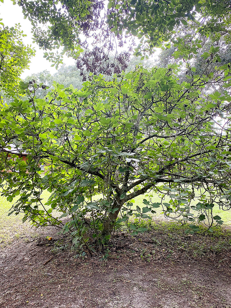 Fig Trees - LSU Purple – Plant Me Green