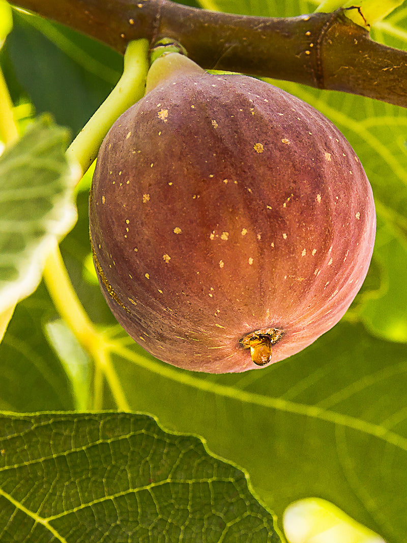 Fig Trees - Texas Everbearing – Plant Me Green
