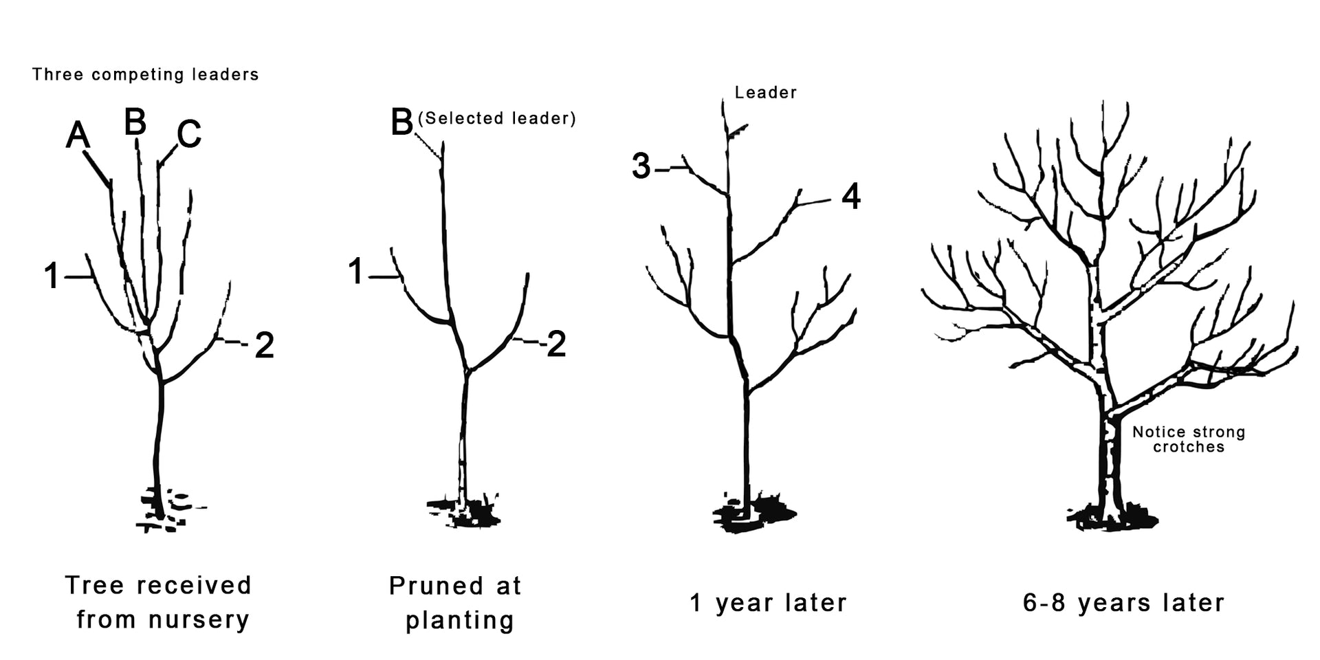 Apple Tree Planting Guide – Plant Me Green
