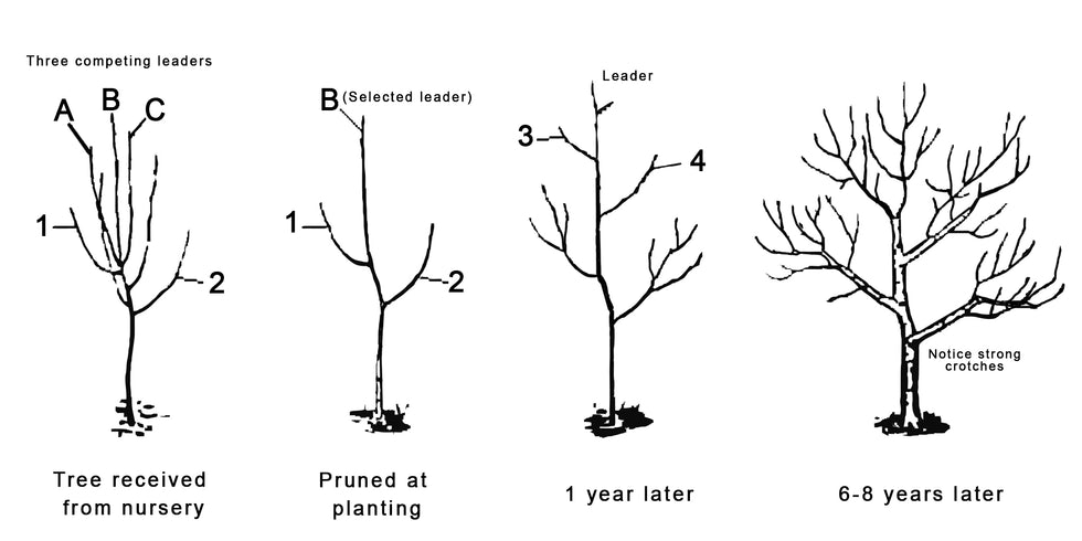 Apple Tree Planting Guide – Plant Me Green