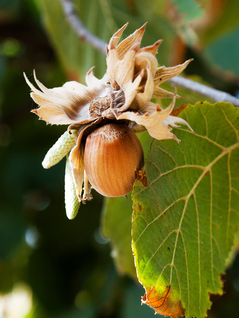 Hazelnut - American – Plant Me Green
