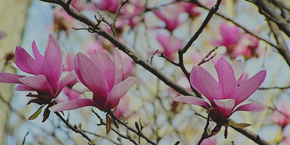Japanese Magnolia Planting Guide – Plant Me Green