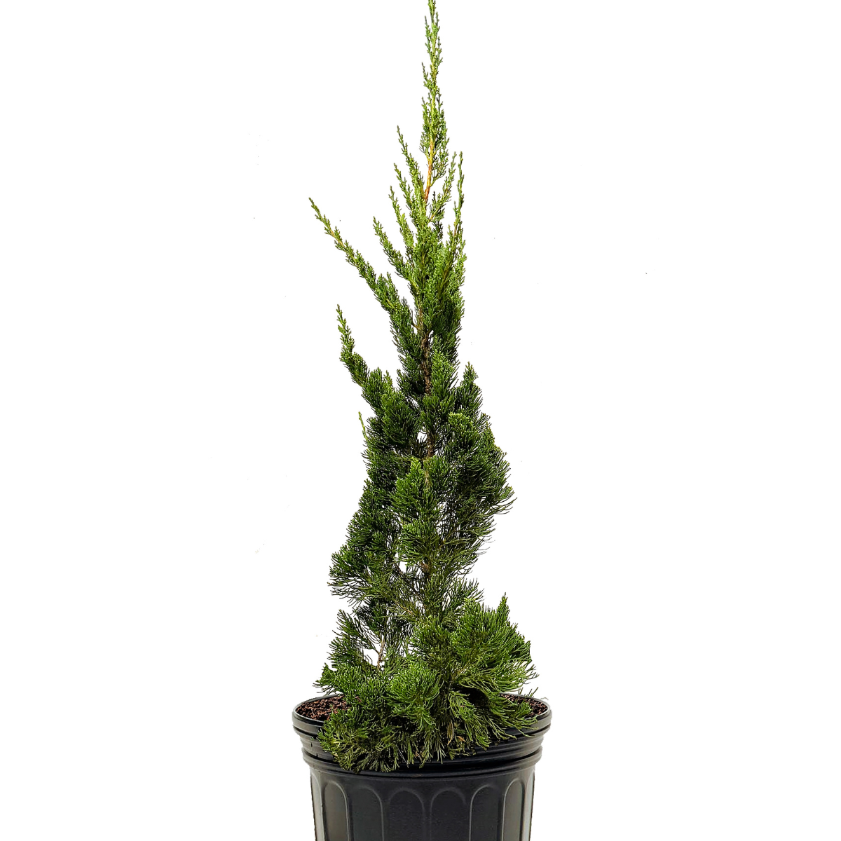 Juniper- Hollywood – Plant Me Green