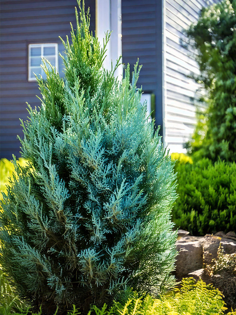 Juniper - Blue Point – Plant Me Green