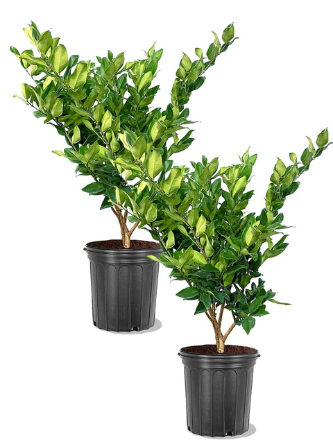 Ligustrum - Waxleaf – Plant Me Green