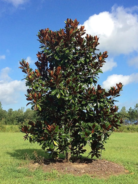 Southern Magnolia Planting Guide – Plant Me Green