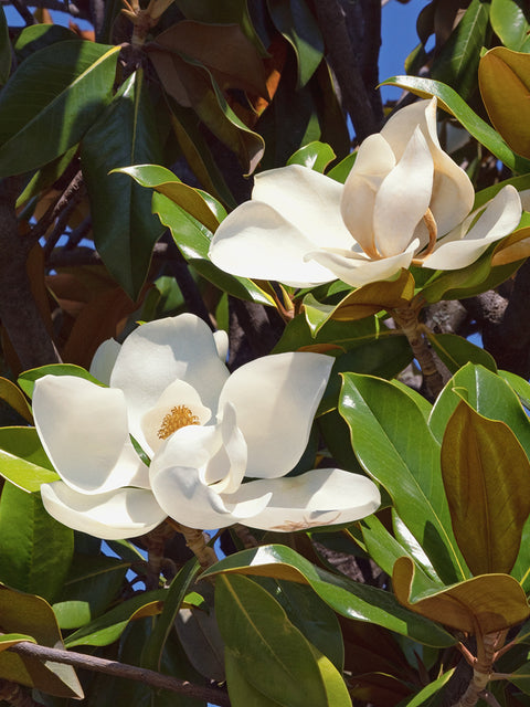 Southern Magnolia Planting Guide – Plant Me Green