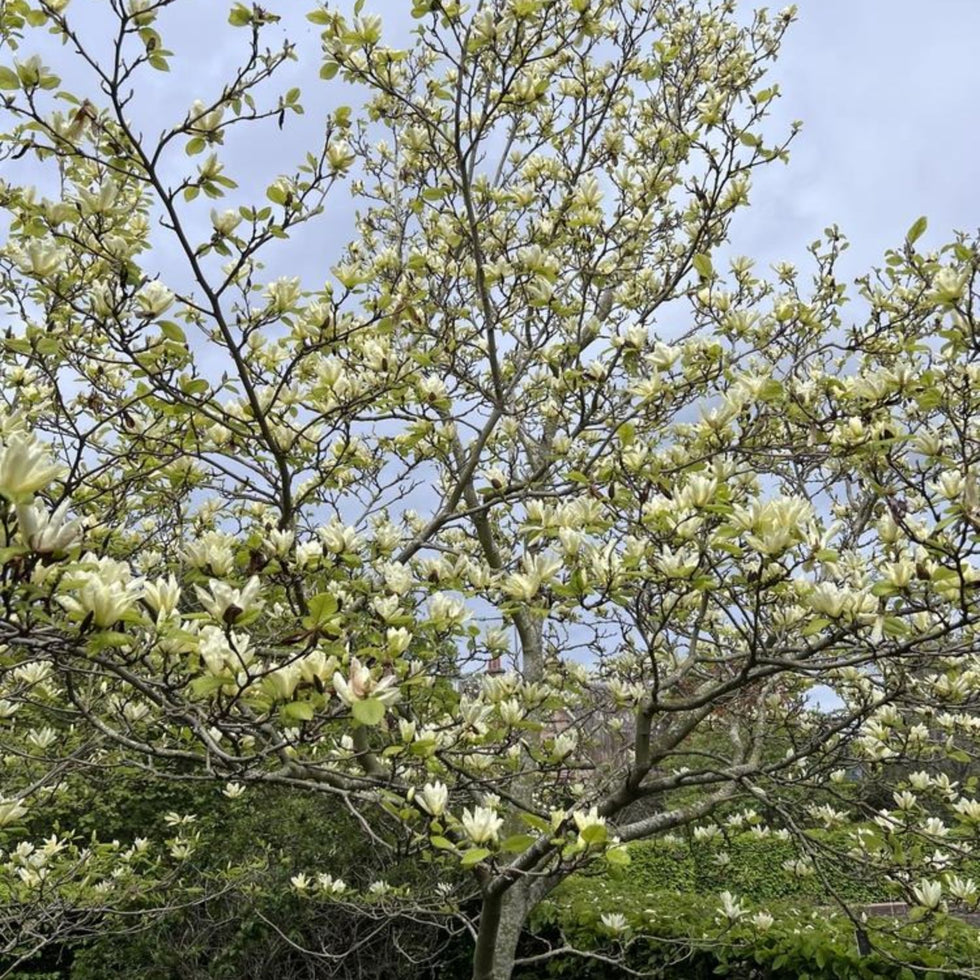 Japanese Magnolia Planting Guide – Plant Me Green