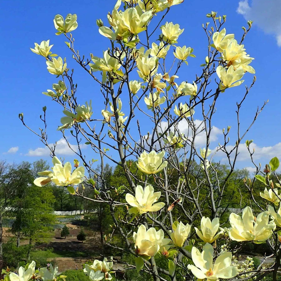 Japanese Magnolia Planting Guide – Plant Me Green
