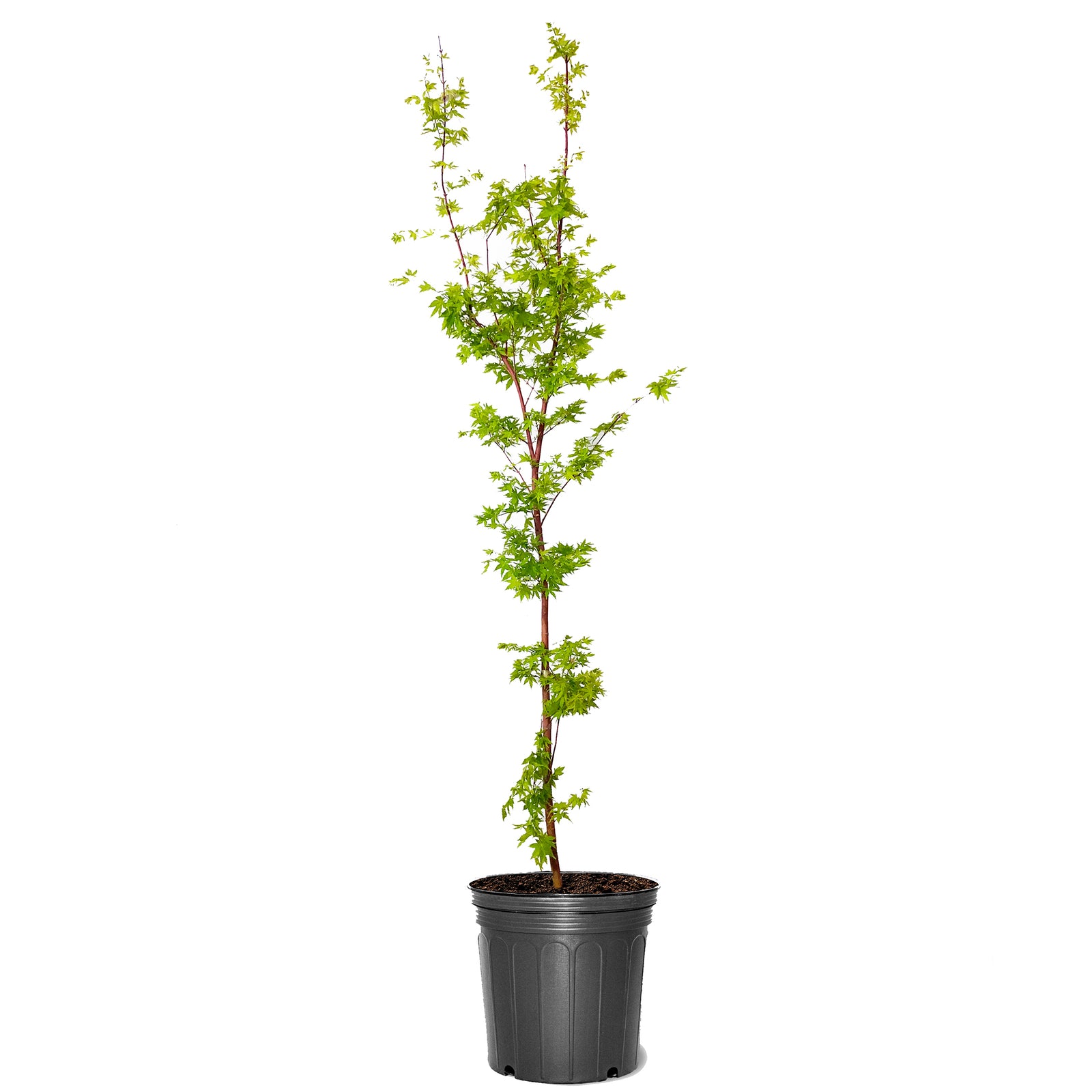 Maple - Japanese Sango Kaku – Plant Me Green
