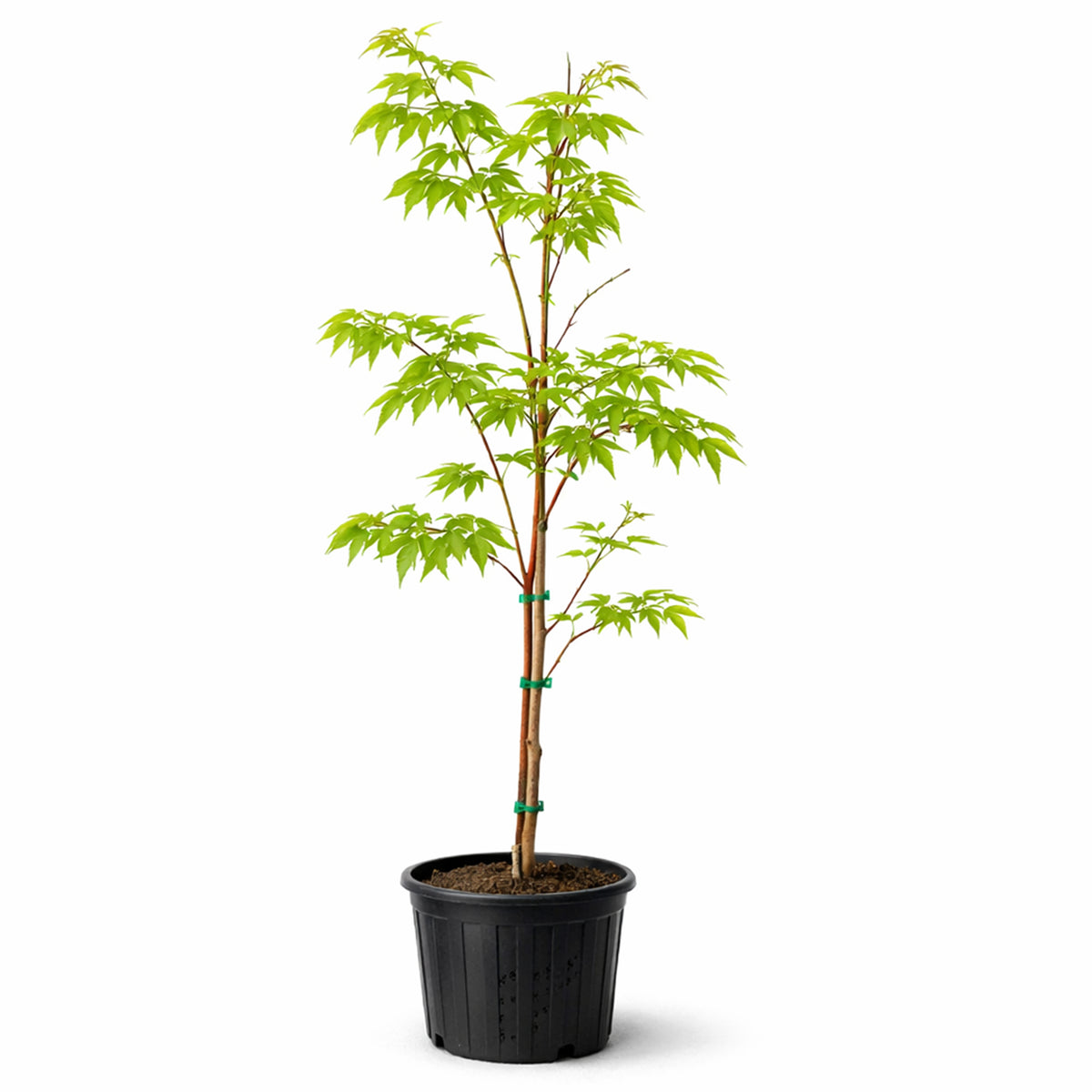Maple - Japanese Sango Kaku – Plant Me Green